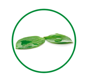 BioSap-Q | Quillaja extract Wetting agent & Bio-stimultant