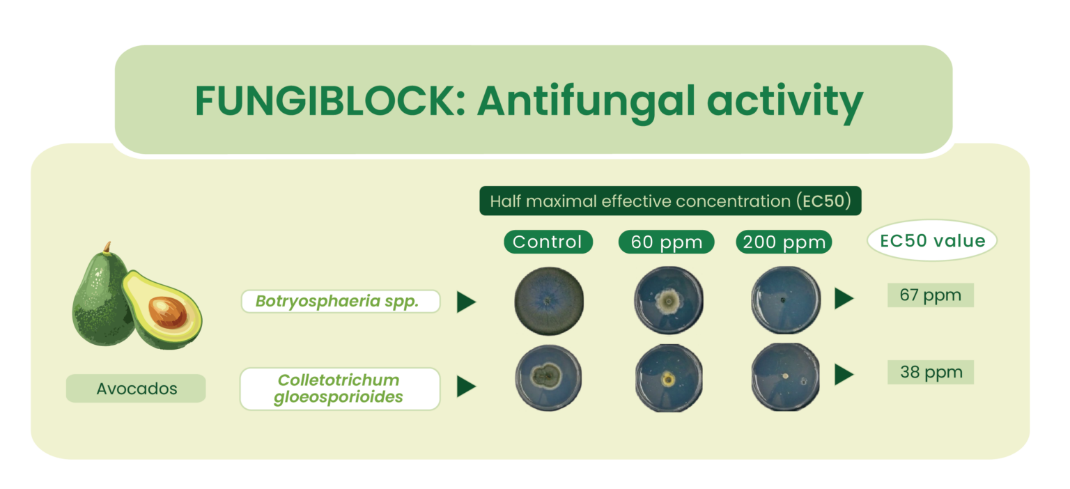 FungiBlock : Revolucionando la protección de cultivos - Plantae Labs