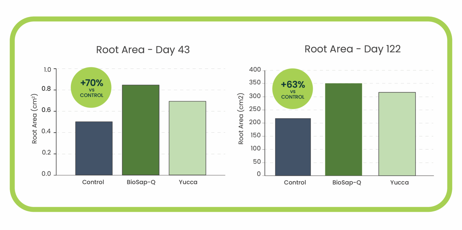 Rhizotron trial: Root development with BioSap-Q
