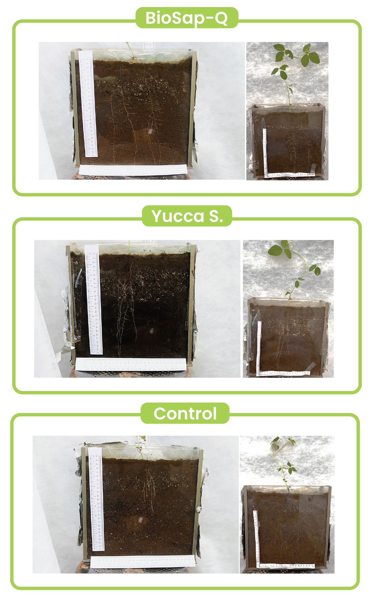 Rhizotron trial: Root development with BioSap-Q