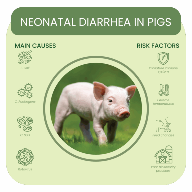 Control of Neonatal Diarrhea in Pigs | Quillaja Saponaria